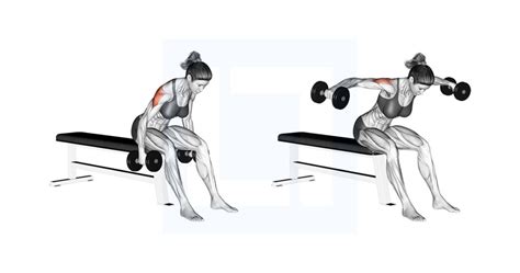 Dumbbell Rear Delt Raise Guide Benefits And Form