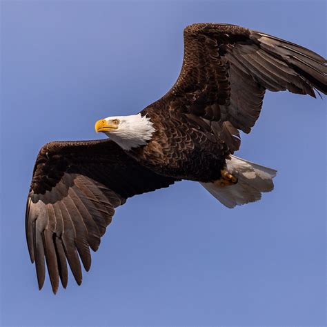 Bald Eagle Taxonomy At Eric Jasper Blog