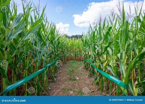 Corn Maze Stock Image Image Of Corn Away Maze Labyrinth 290979401