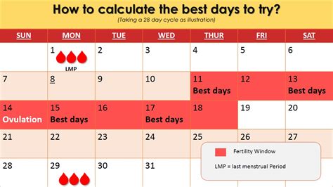 How To Calculate The Best Days For Trying To Conceive