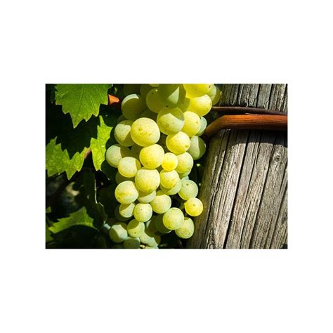 Vynmedis Vitis Vinifera Supaga Konteineris C2