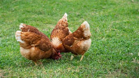 The Struggles Of Raising Chickens That Keepers Rarely Admit