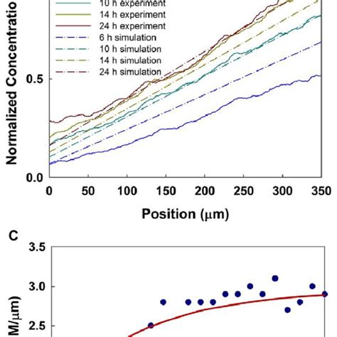Characterization Of The Gradient Development A Fluorescence Image