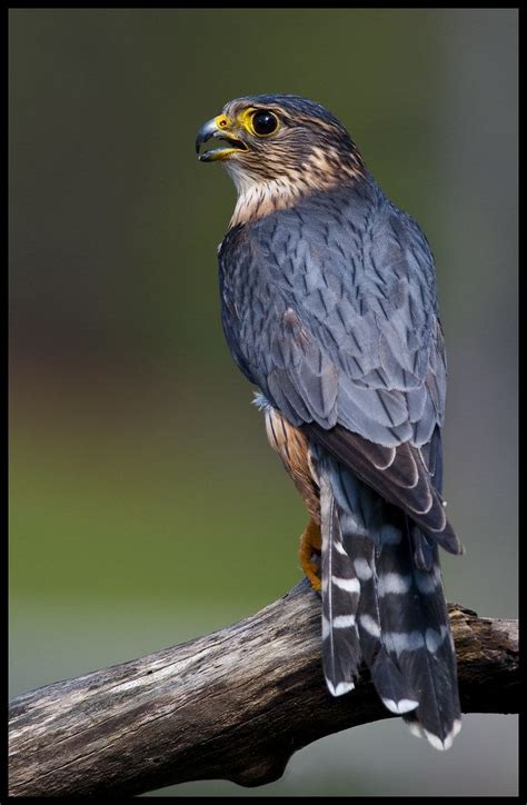 Merlin Falcon 5 Wild Birds Birds Merlin Bird
