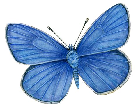 Common Blue Butterfly