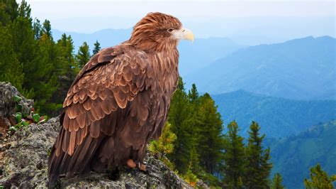 Chapter 7 Determination