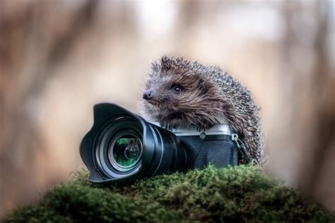 Najśmieszniejsze Zdjęcia Zwierząt 2023 Polski Fotograf Odniósł Historyczny Sukces Foto Rmf Fm