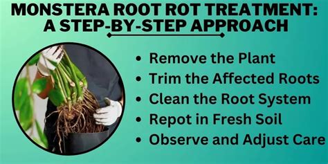 Root Rot Vs Healthy Roots Monstera All The Differences Discussed