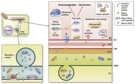 New Phytologist Terminal Bacteroid Differentiation In The Legume−rhizobium Symbiosis Nodule