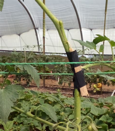 Tomato Stem First Aid And Dealing With Aphids Sustainable Market Farming