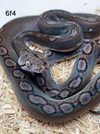 Kalaotoa Super Dwarf Anery Motley 100 Het Purple Albino Reticulated Python By Hell Creek Reptiles