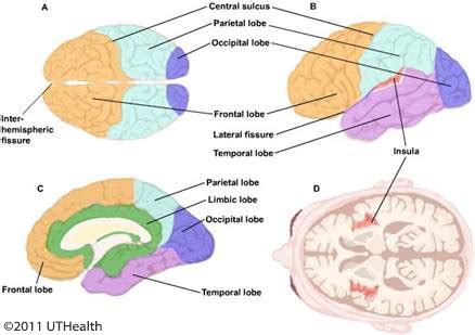 Neuroanatomy Insular Cortex Diagrams Image