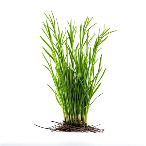 Premium Ai Image North Dakota Switchgrass Olive Green Mini Bouquet