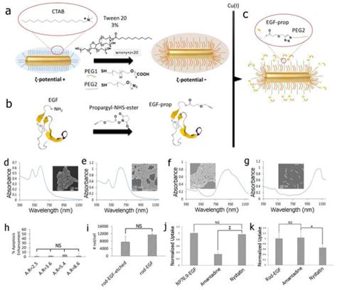 Nanoparticle Cell Interactions Induced Apoptosis A Case Study With