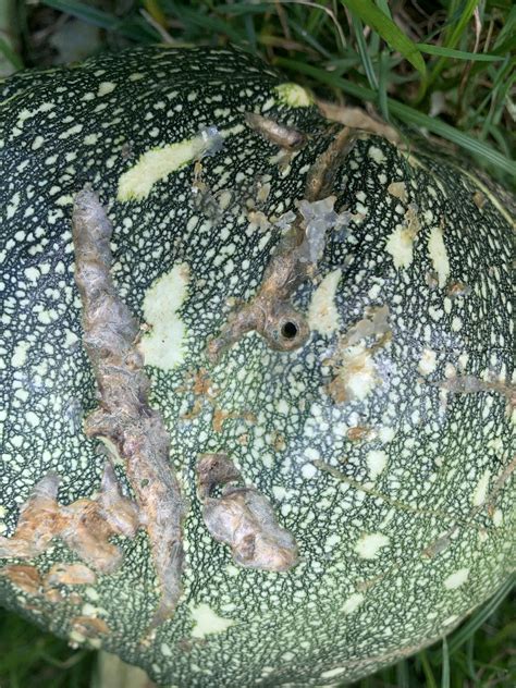 Pickleworms Rhawaiigardening