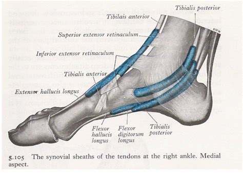 Medial Ankle Muscles Ankle Anatomy And Injuries Muscles And Ligaments