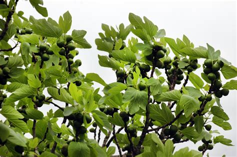Where Do Figs Grow Top Tips And Facts