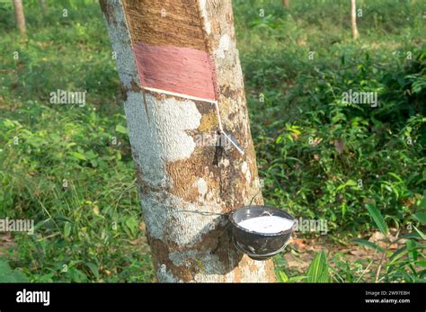 Rubber Tree Is Providing Great Yield Of Natural Rubber Latex Tapped Or