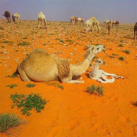 مقاطع و صور البل قنوات تليقرام