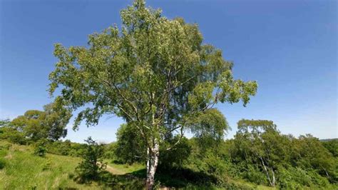 Birch Tree How To Grow 11 Most Common Of Birch Trees