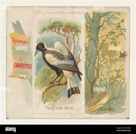 Piping Crow Shrike From The Song Birds Of The World Series N42 For