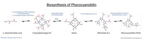 Phycocyanobilin Wikiwand