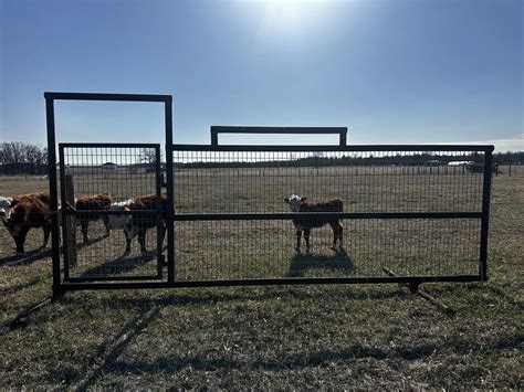 Cattle And Freestanding Panels In The Midwest True North Welding