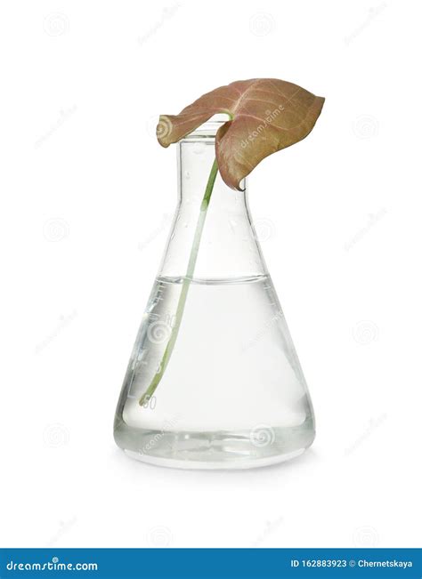 Conical Flask With Leaf On Background Stock Image Image Of