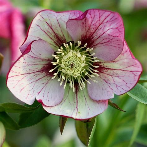 Buy Lenten Rose Hellebore Helleborus × Hybridus Harvington Picotee