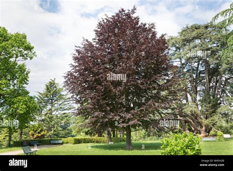 Copper Beech Or Purple Beech Tree Fagus Sylvatica Purpurea