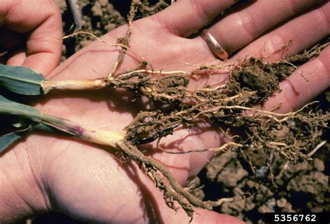 Corn Seedling Blight Treatment How To Control Symptoms Of Corn