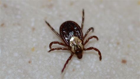 What Do Ticks Look Like Identification Tips Affordable Pest Control