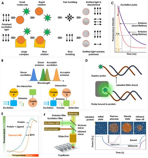 Target Based Drug Discovery Applications Of Fluorescence Techniques In