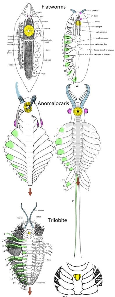 New Cambrian Taxon Links Velvet Worms To Arthropods The Pterosaur