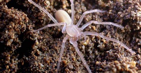 10 Bizarre Creatures That Roamed During The Triassic Period