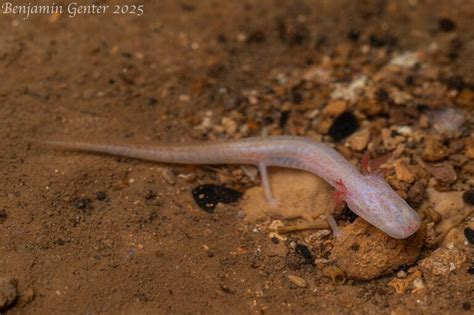 The Olm Lives In Caves Is Blind—and May Live Over 100 Years Extreme
