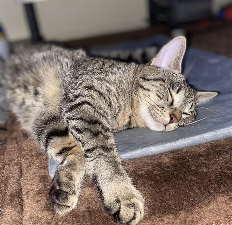 Lil Miss Smiley R Catsmiles