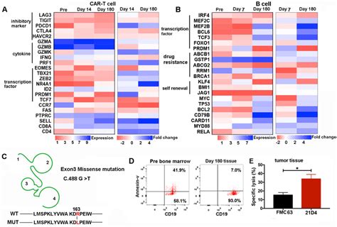 The Molecular Characteristics Of Car T And Cd19 B Cells A B