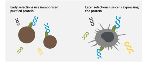 Derisk Your Aptamer Selection With Cell Screening