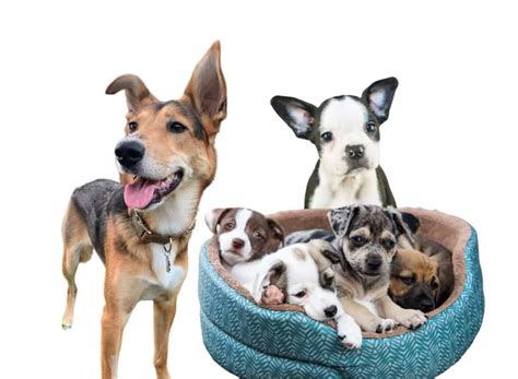 Mixed Breed Dogs For Sale Mixed Puppies For Sale