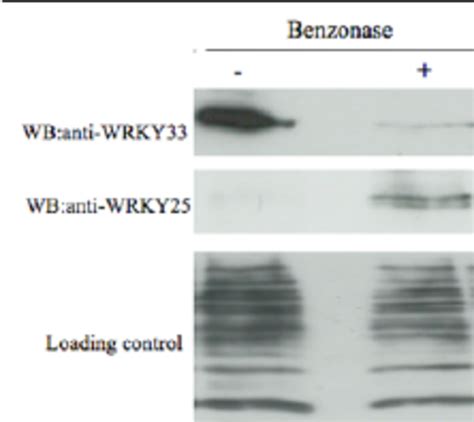 Benzonase Treatment Releases Dna Binding Proteins Nuclear Extracts