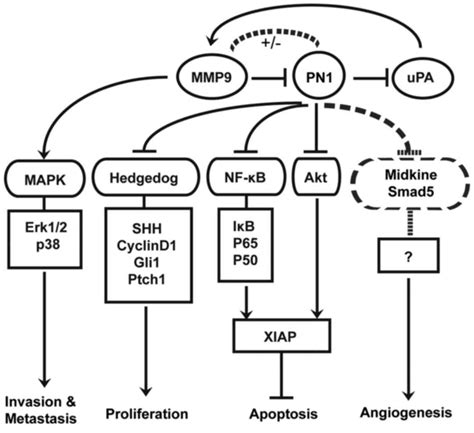 Expression Pattern Of Human Serpine2 In A Variety Of Human Tumors