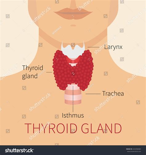 8 Thousand Anatomy Of The Thyroid Gland Royalty Free Images Stock