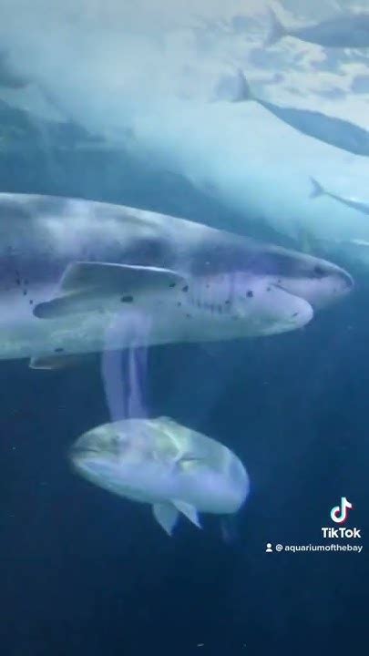 Apex Predator Of The San Francisco Bay Broadnose Sevengill Shark Youtube