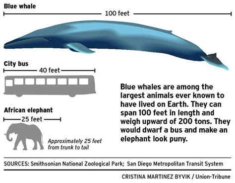 Blue Whale Size Comparison To School Bus