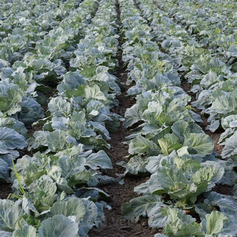 Cabbage Field Cultivation Of Cabbage In An Open Ground In The Field