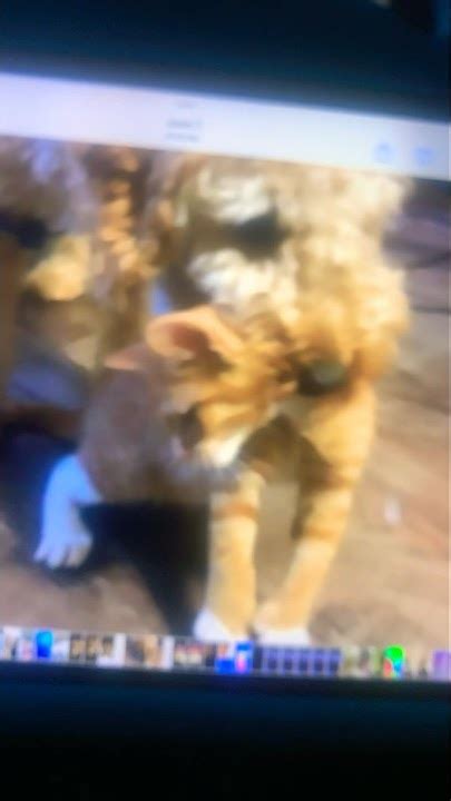 The Sibling Code Youtube