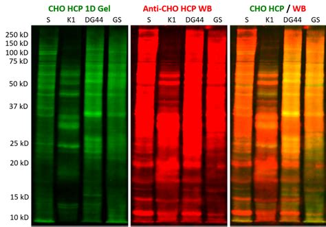 Anti Cho Hcp Antibody Applied Biomics