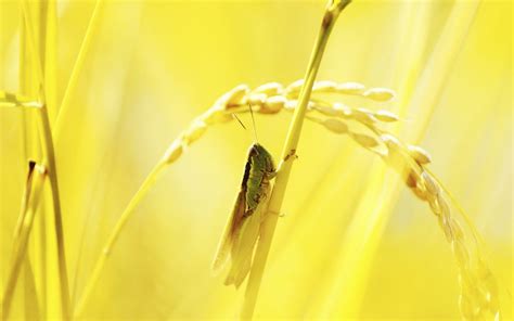 Grasshopper Wallpapers Wallpaper Cave