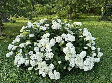 My Annabelle Hydrangeas Performing As Usual All Propagated From One